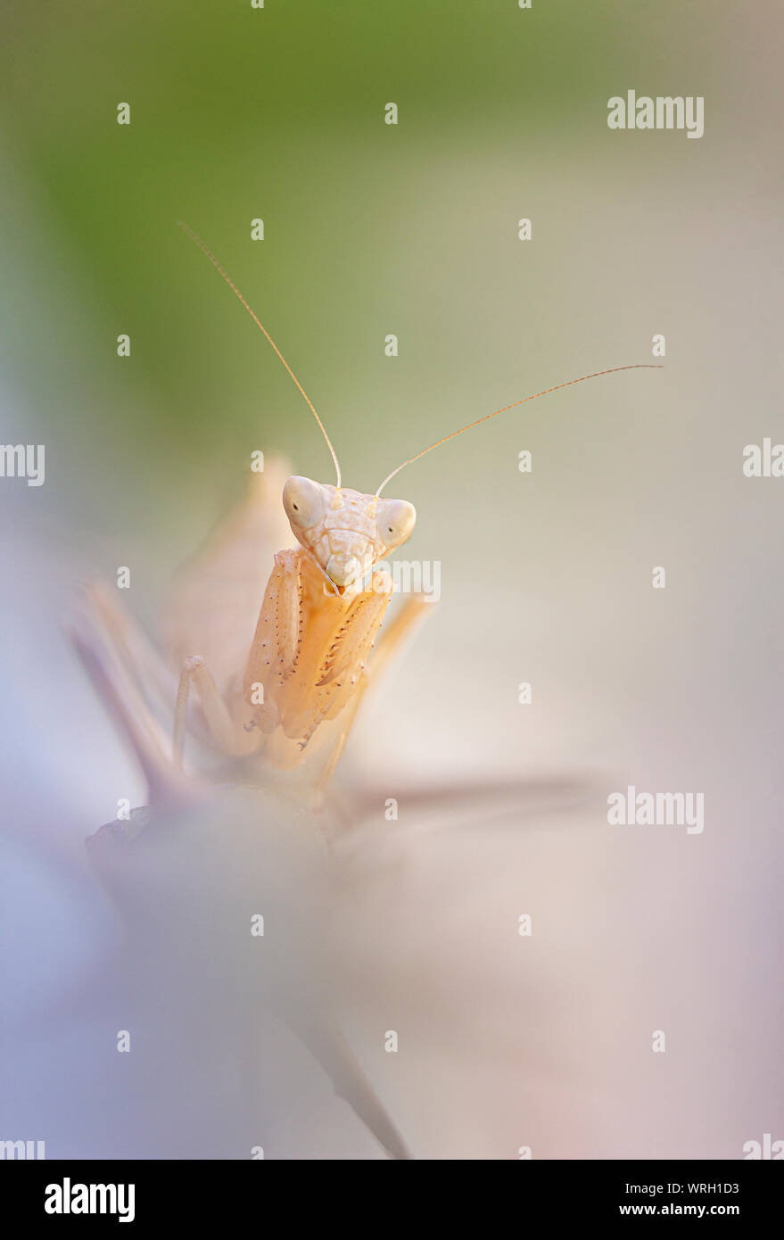 Dwarf mantis (ameles spallanzania), female Stock Photo - Alamy