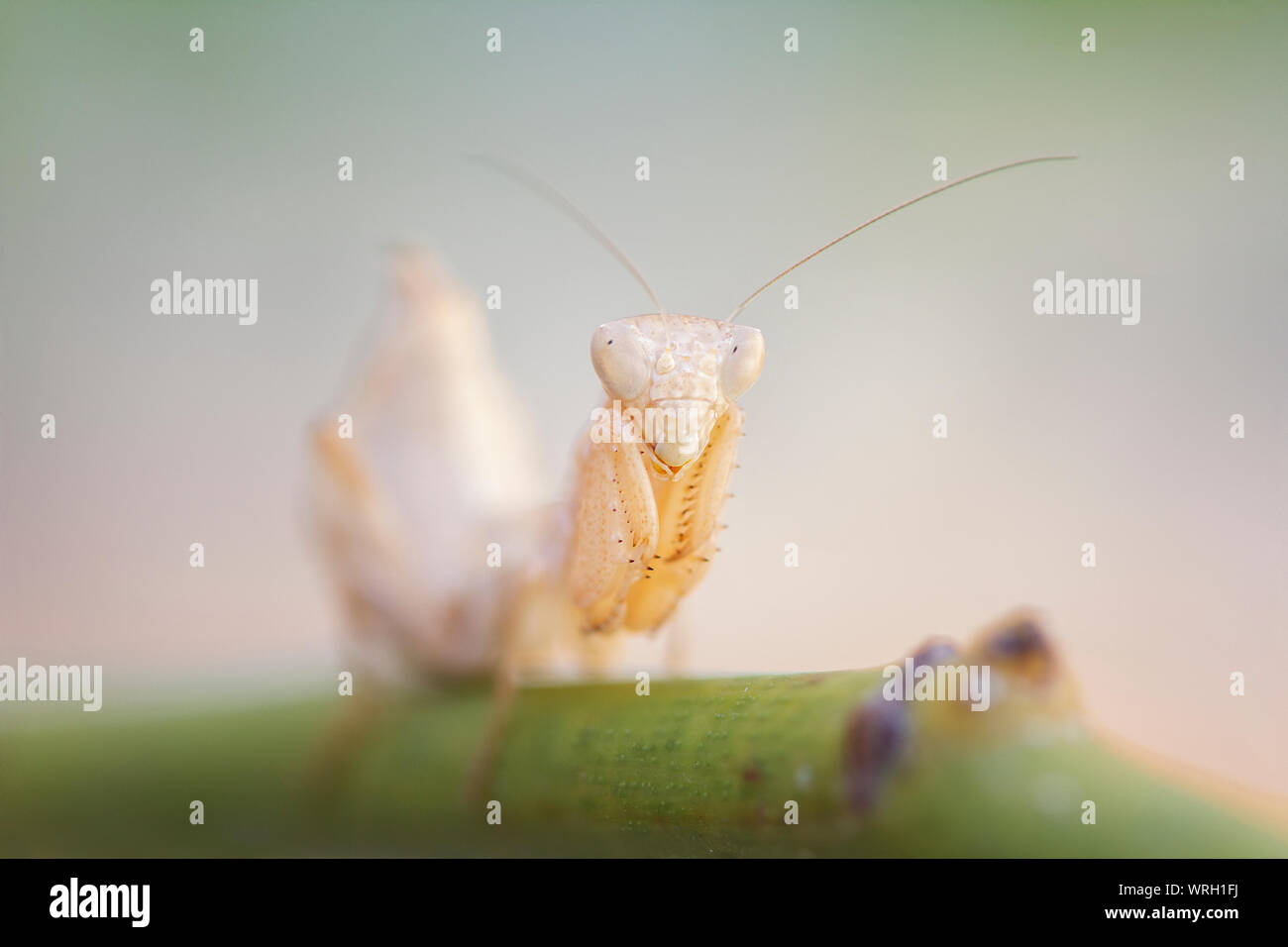 Dwarf mantis (ameles spallanzania), female Stock Photo - Alamy