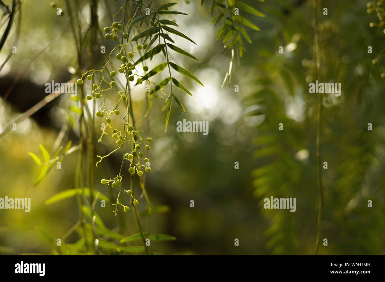 red pepper tree leaves in the garden Stock Photo - Alamy