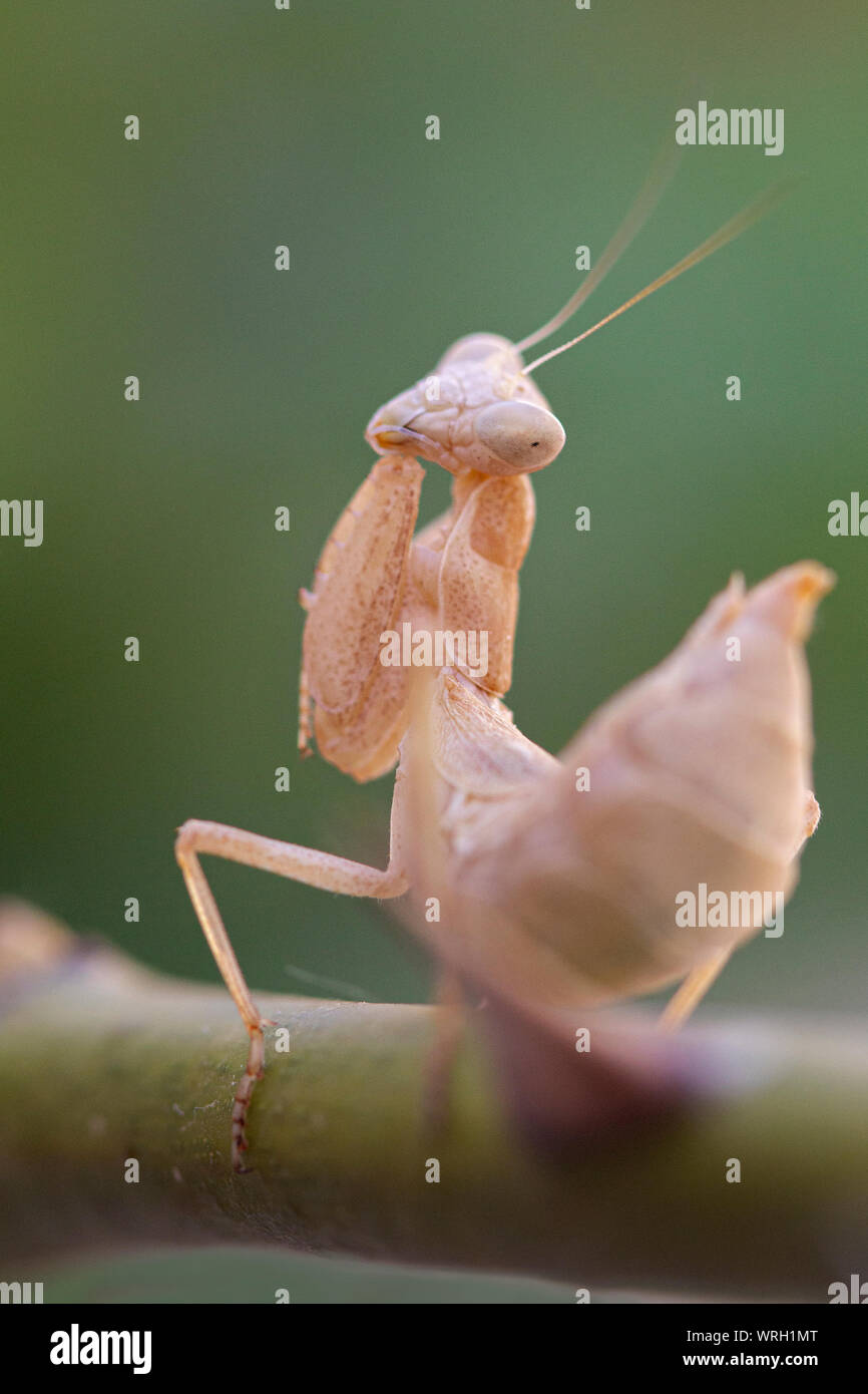 Dwarf mantis (ameles spallanzania), female Stock Photo - Alamy