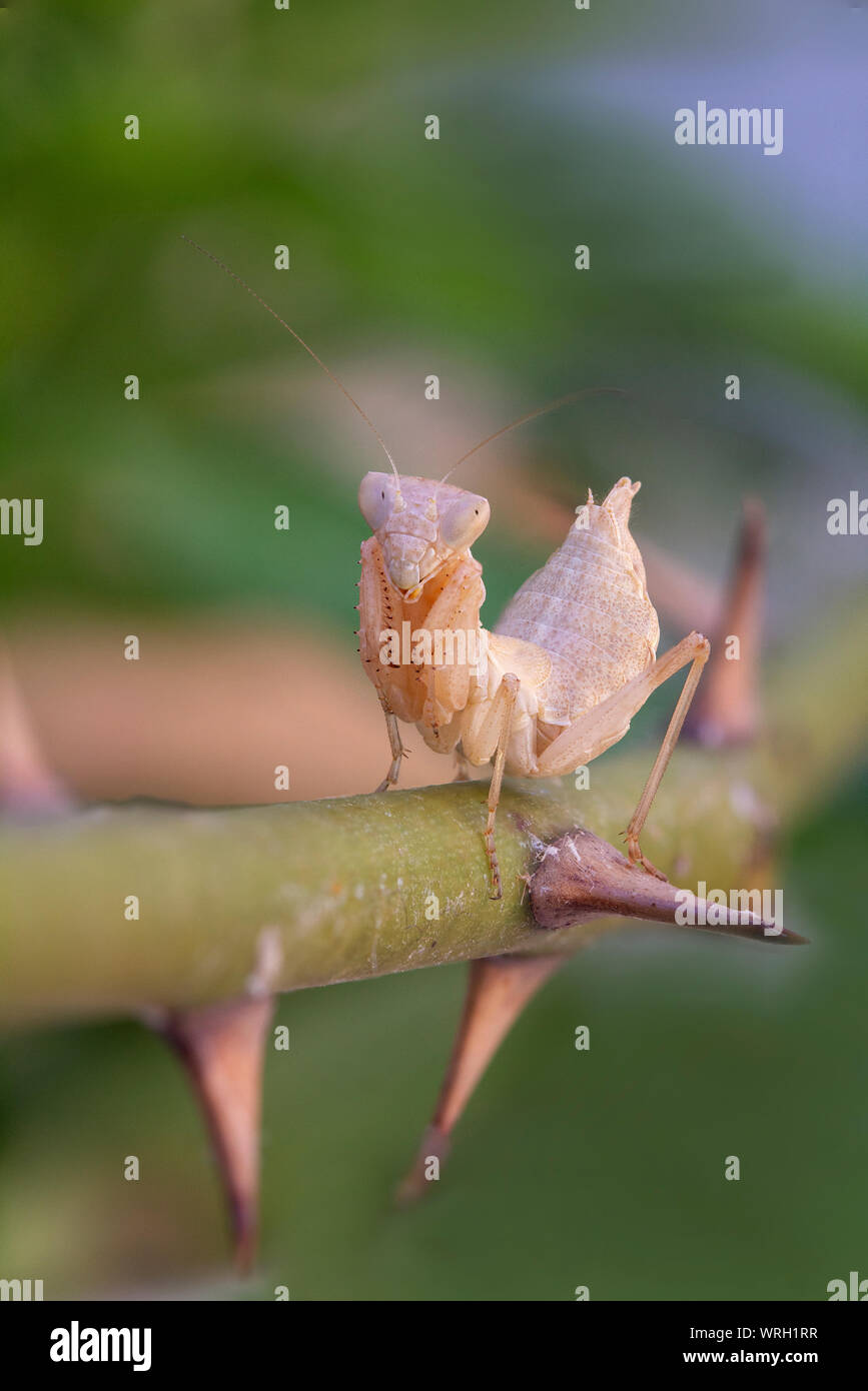 Dwarf mantis (ameles spallanzania), female Stock Photo - Alamy