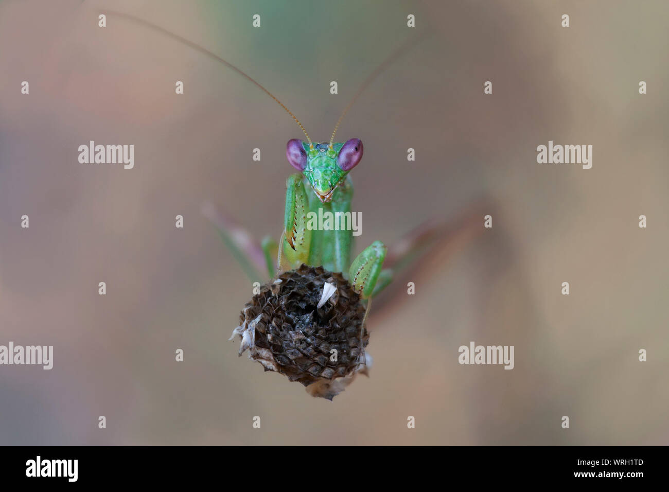 Dwarf mantis (Ameles spallanzania), male Stock Photo - Alamy