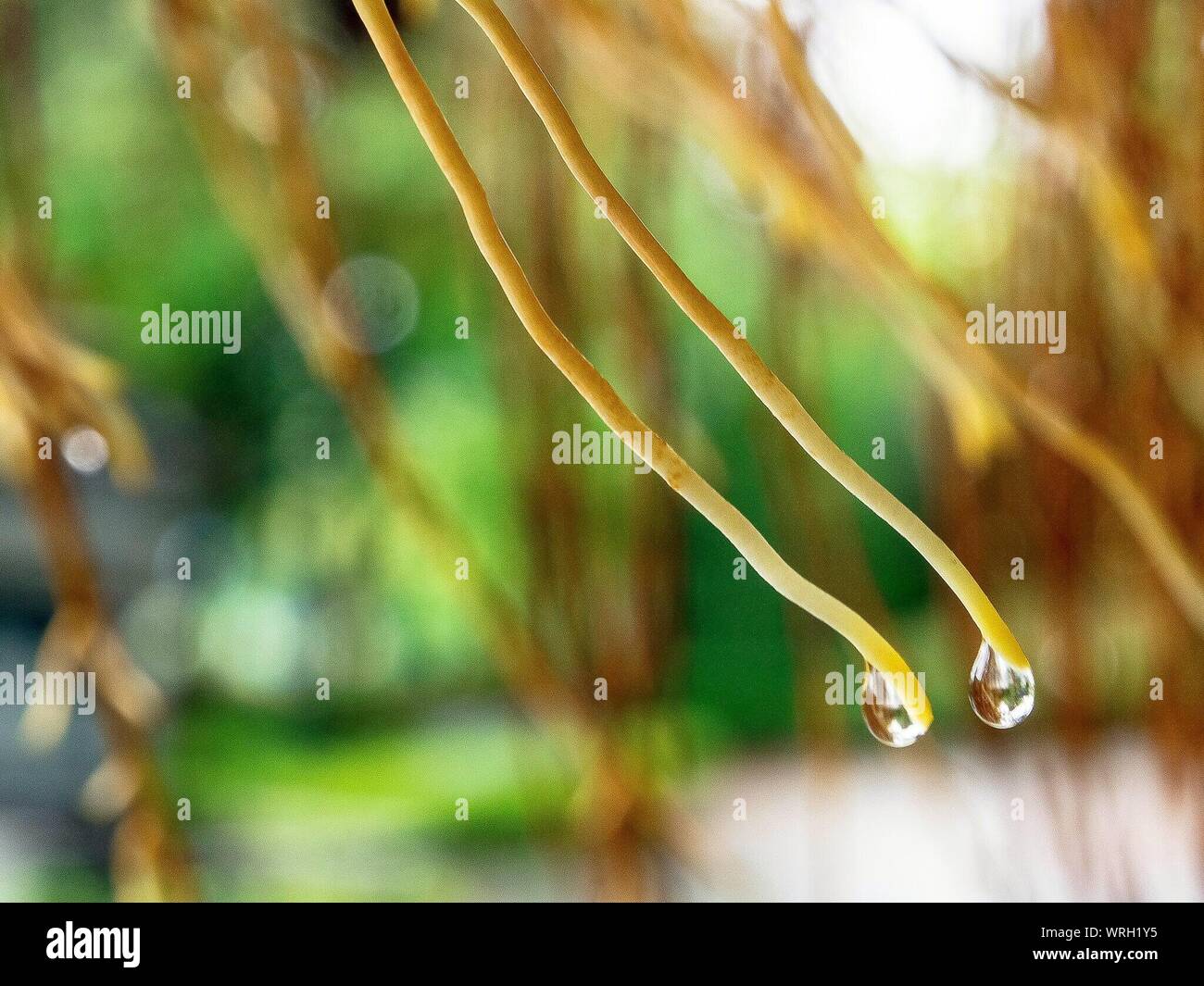 Tree roots by the water hi-res stock photography and images - Alamy