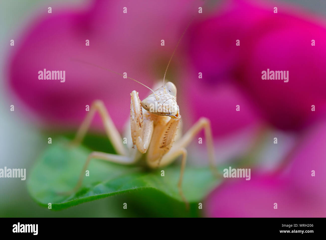Dwarf mantis (ameles spallanzania), female Stock Photo - Alamy