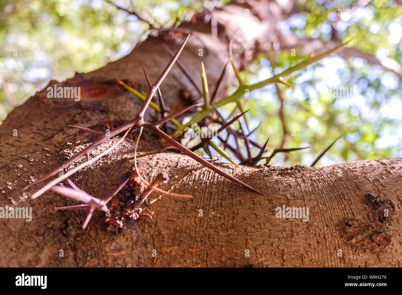 Tree trunk with thorns to protect against harmful animals Stock Photo ...
