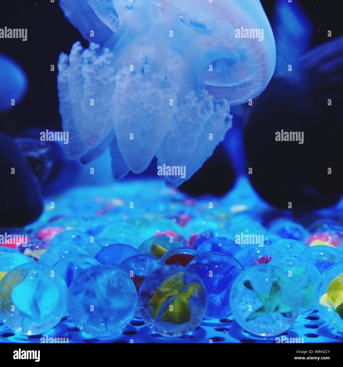 Marble jellyfish hi-res stock photography and images - Alamy