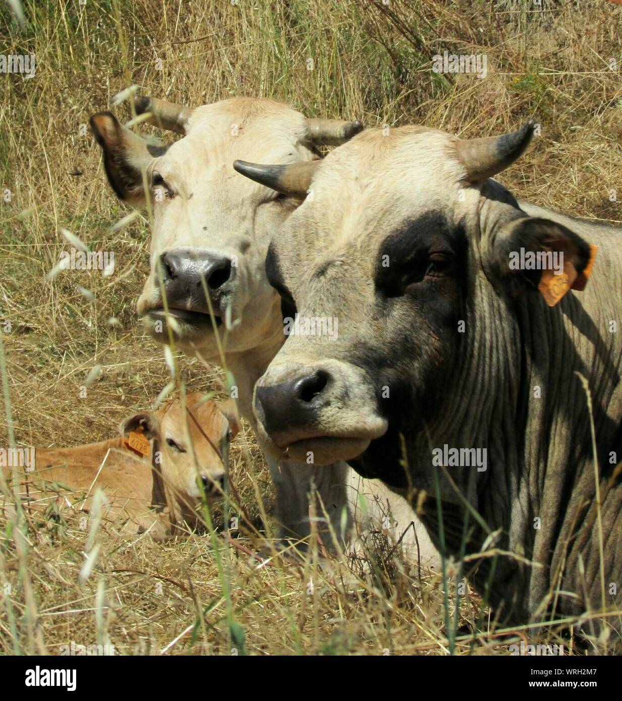 Three animals hi-res stock photography and images - Alamy