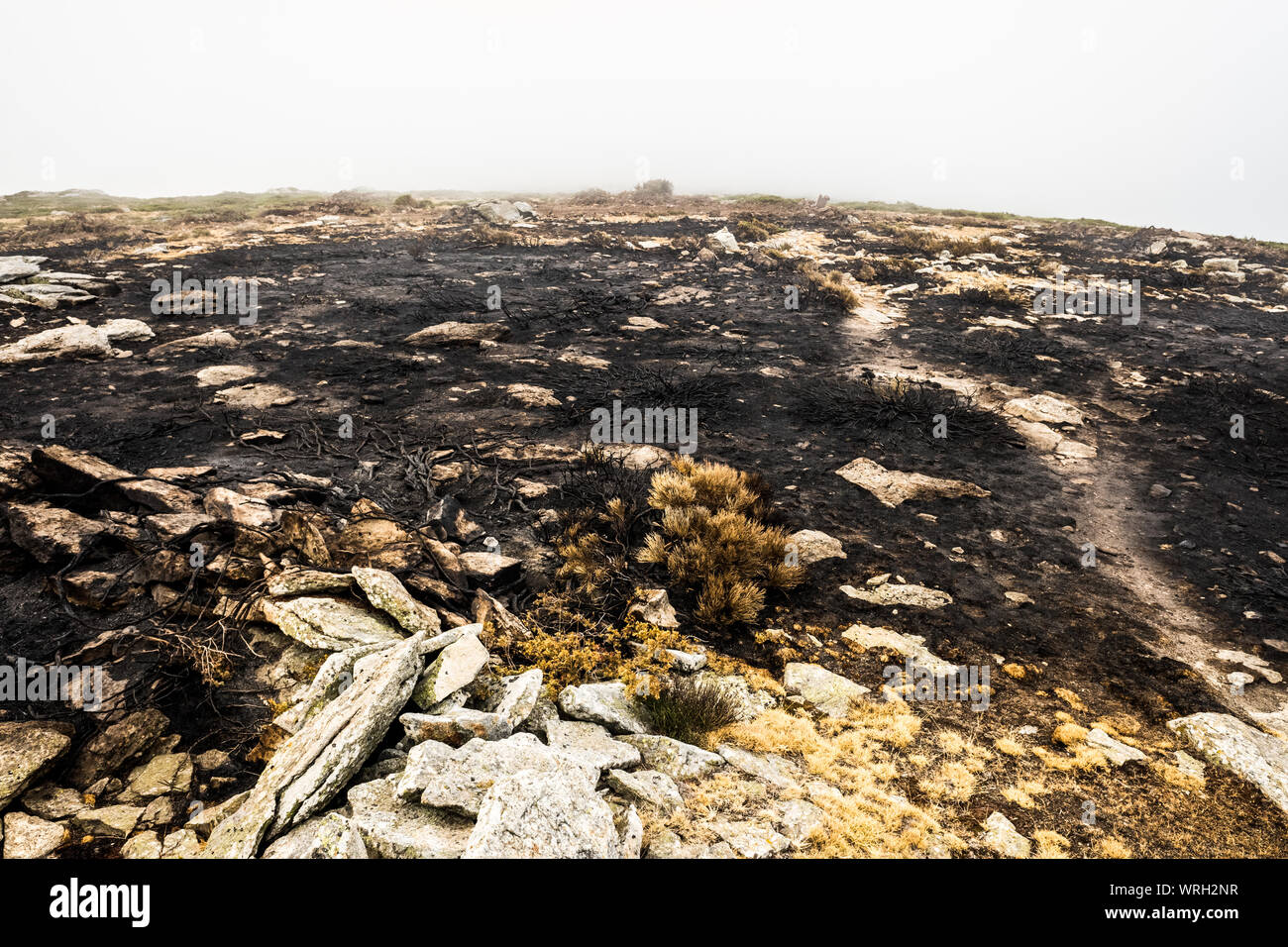 Mountain bush burned by a summer fire Stock Photo - Alamy