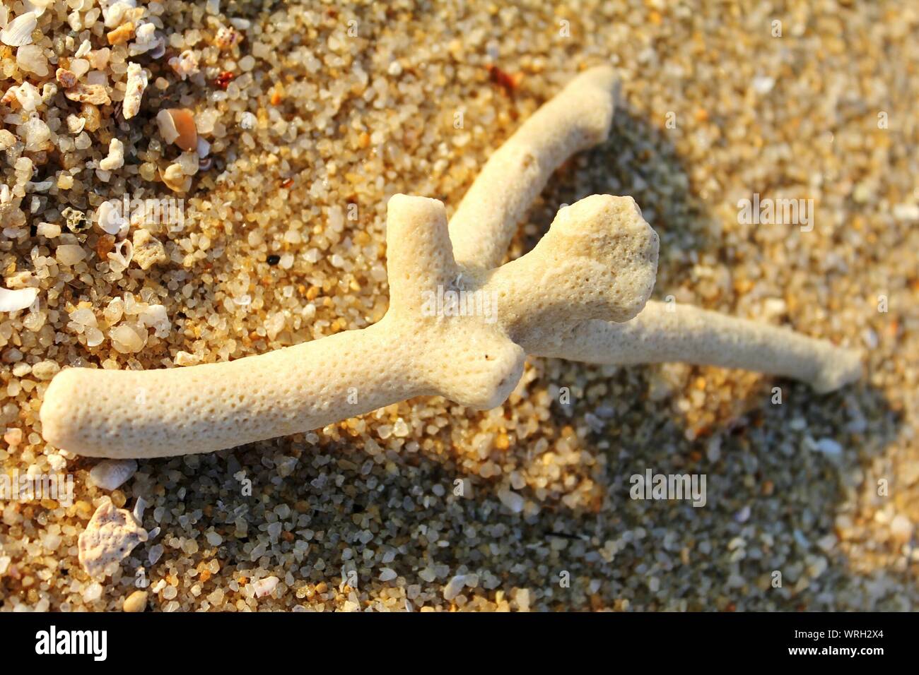 Coral sand beach hi-res stock photography and images - Alamy