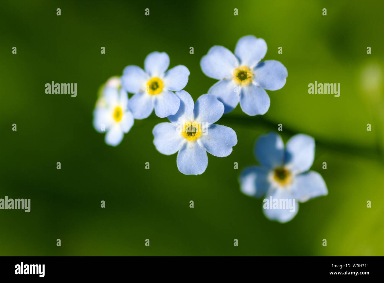 Forget-me-nots on meadow Stock Photo - Alamy