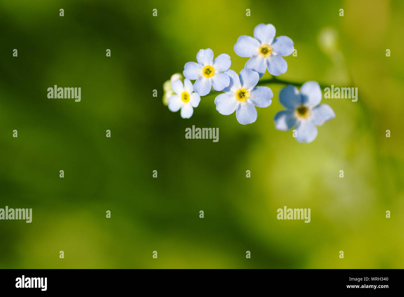 Inflorescence of forget-me-nots on blurry green backround Stock Photo ...