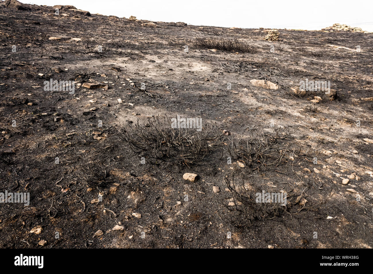Mountain bush burned by a summer fire Stock Photo - Alamy