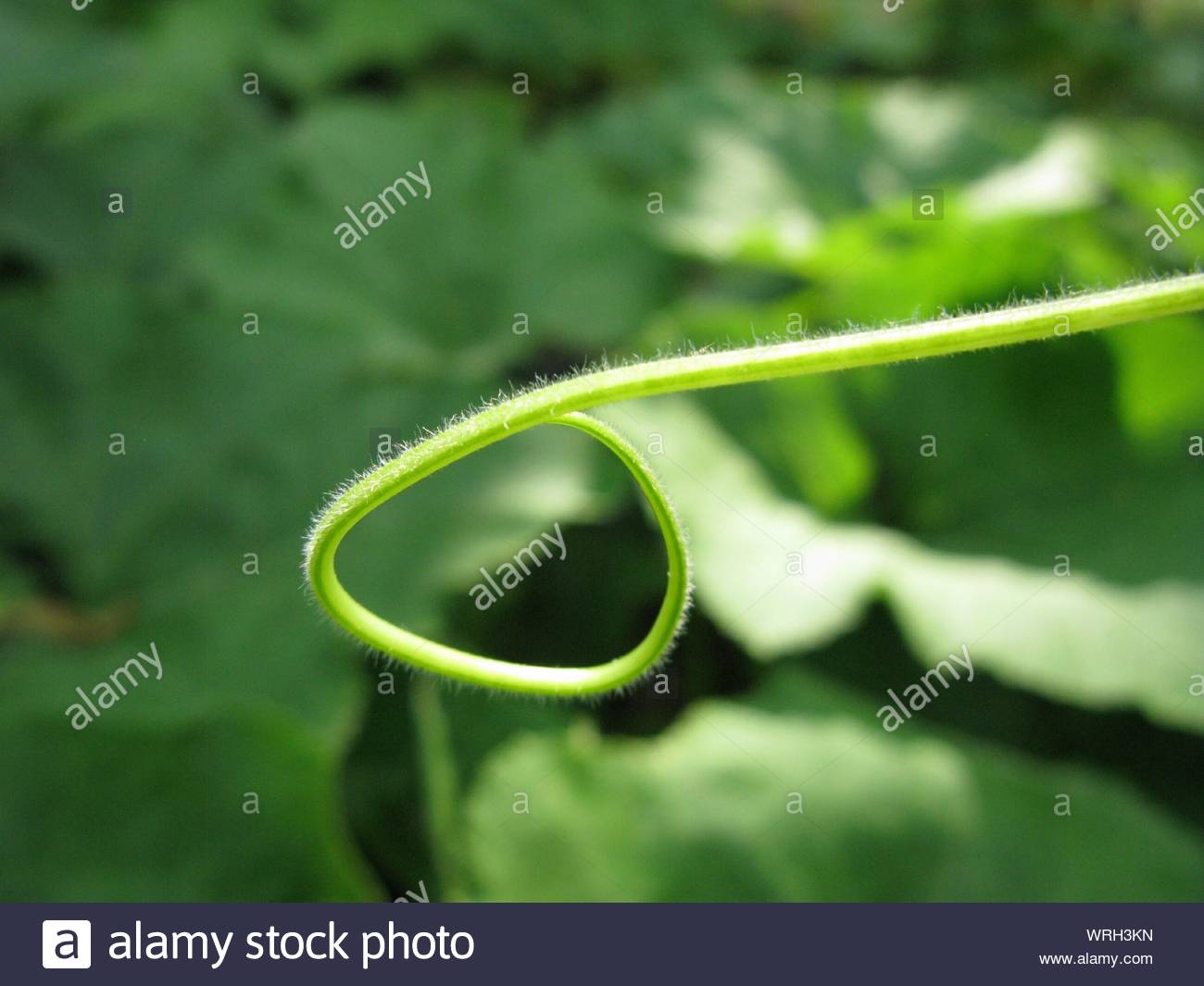 Plant Tendril Stock Photos & Plant Tendril Stock Images - Alamy
