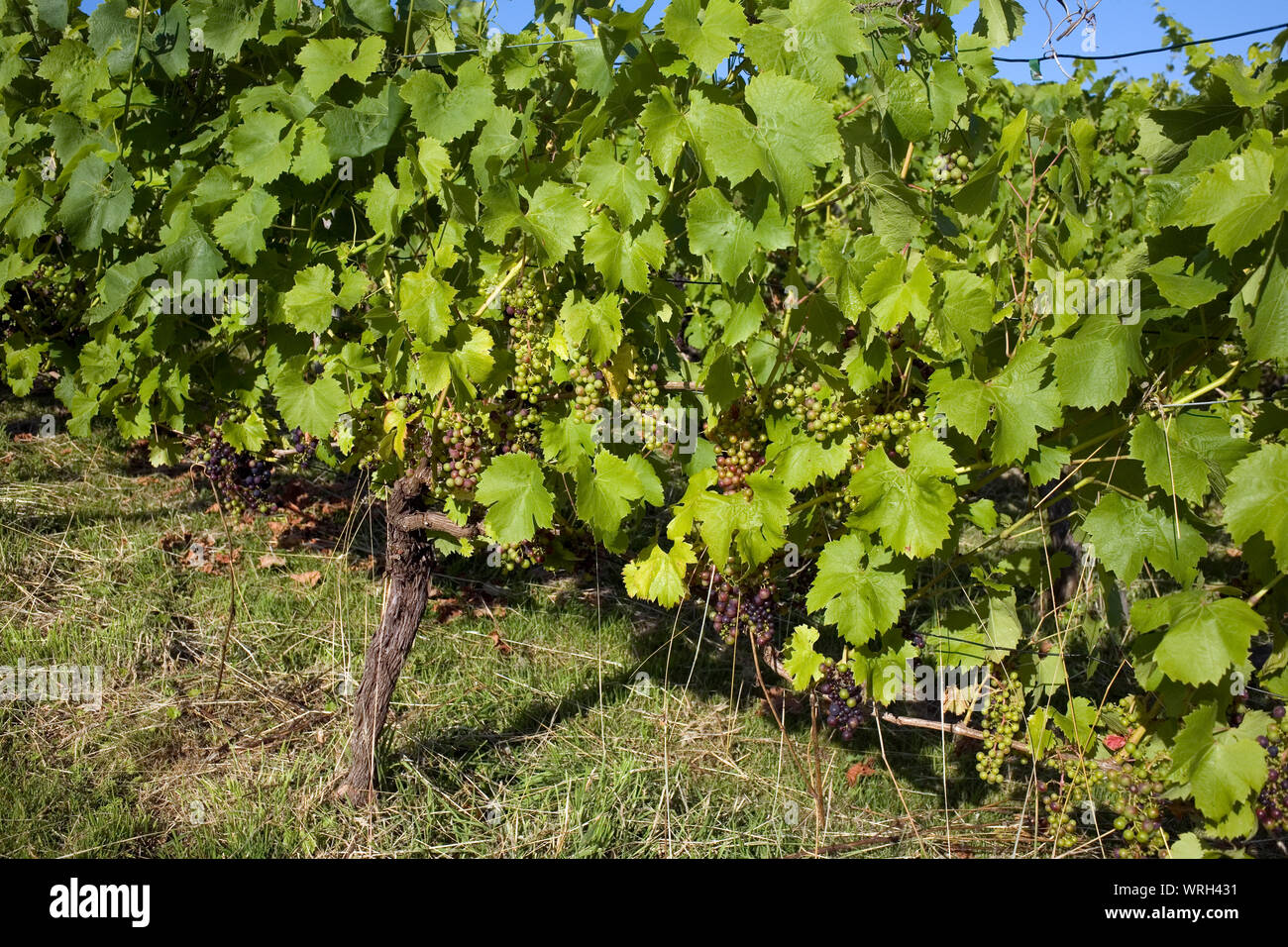 Tintern Parva vineyard with bunches of ripening graves growing on vine ...