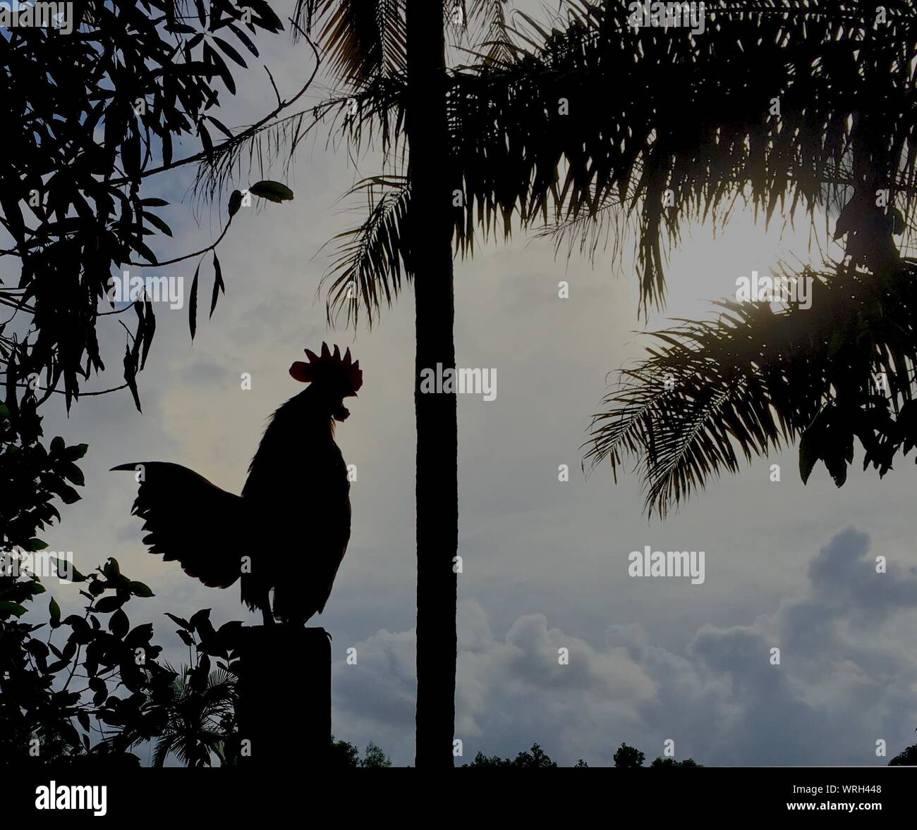 Chicken silhouette hi-res stock photography and images - Alamy