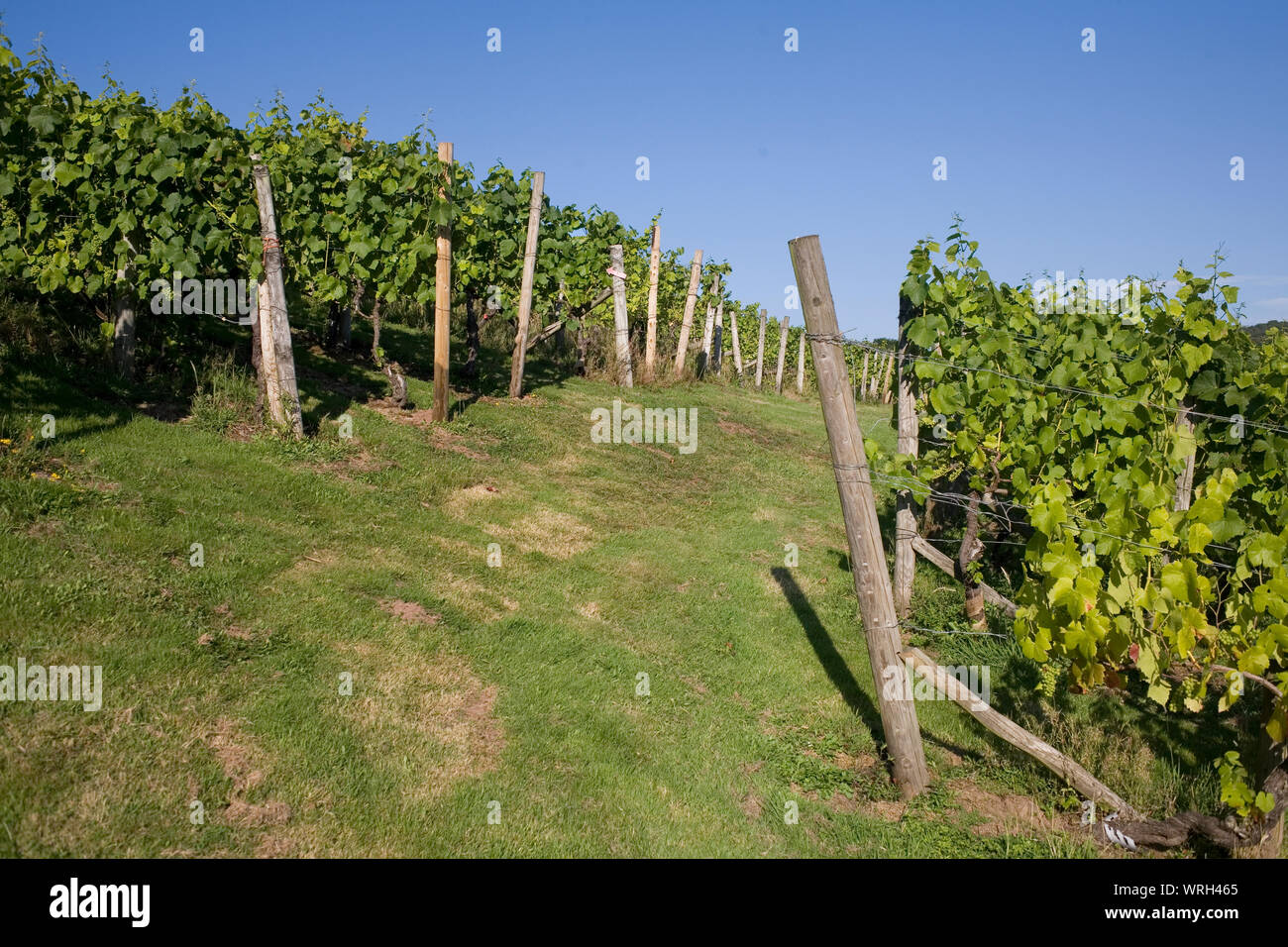 Tintern Parva vineyard with lines of vines supported by wooden posts ...