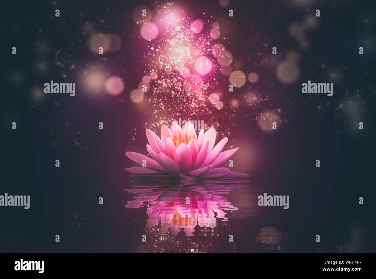 lotus reflection pink lighting purple background Stock Photo - Alamy