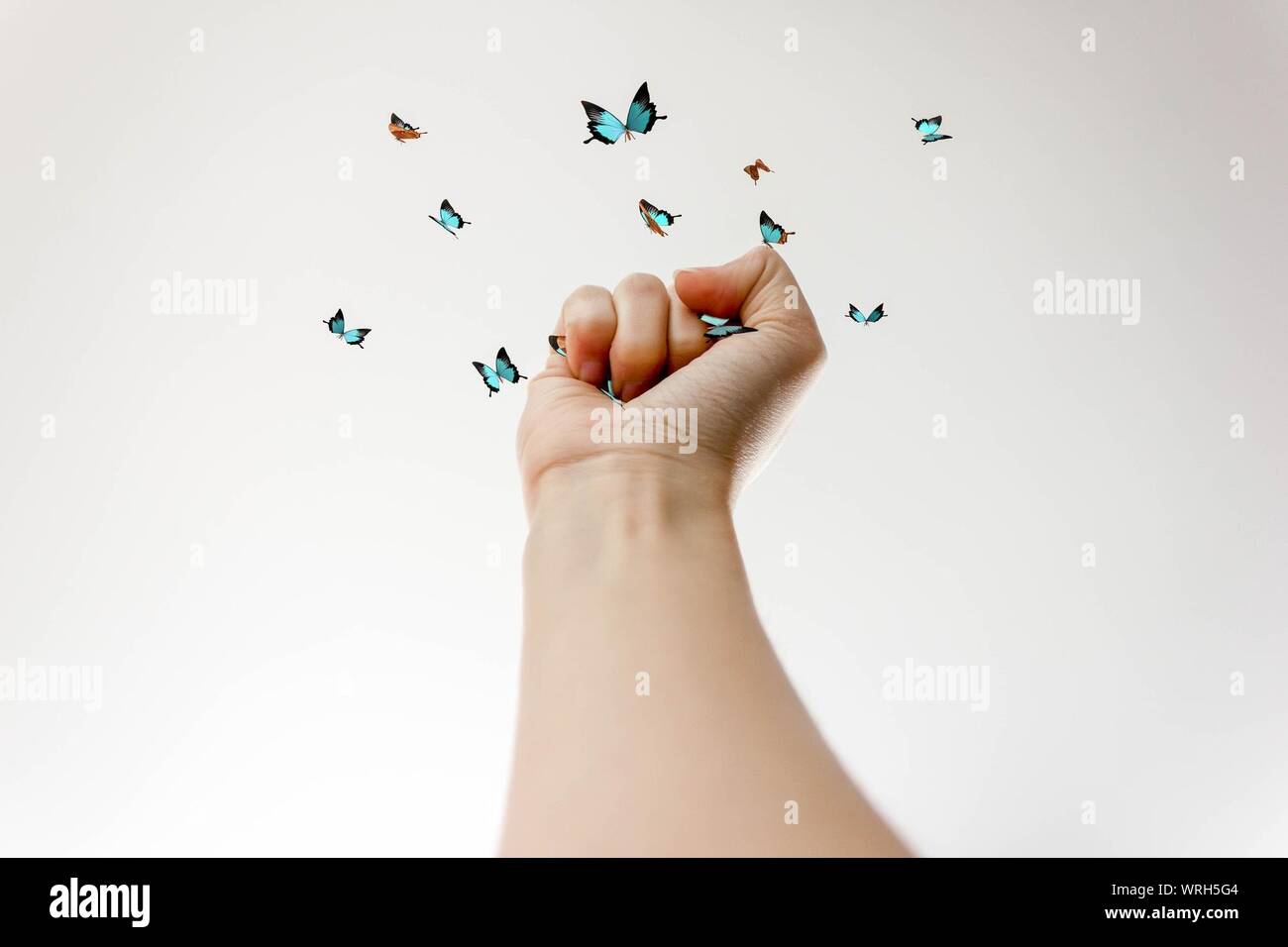 Butterfly catching hi-res stock photography and images - Alamy