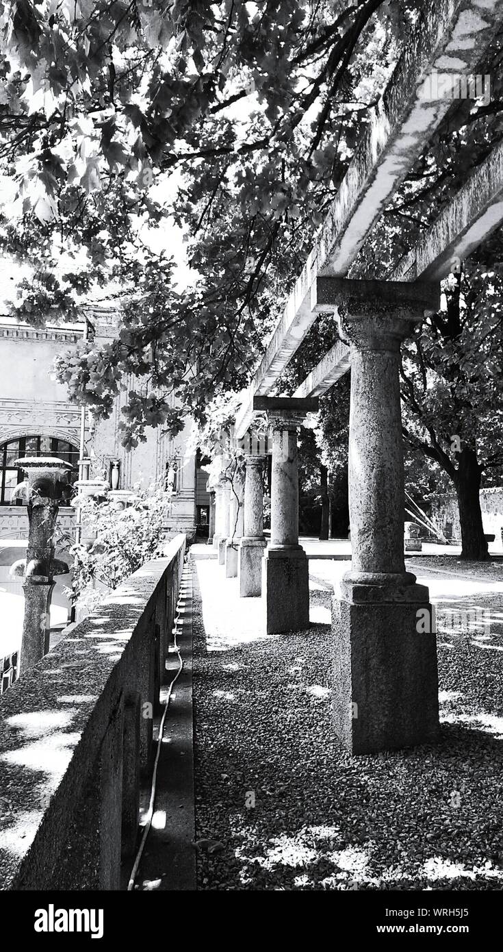 Tree branch columns hi-res stock photography and images - Alamy