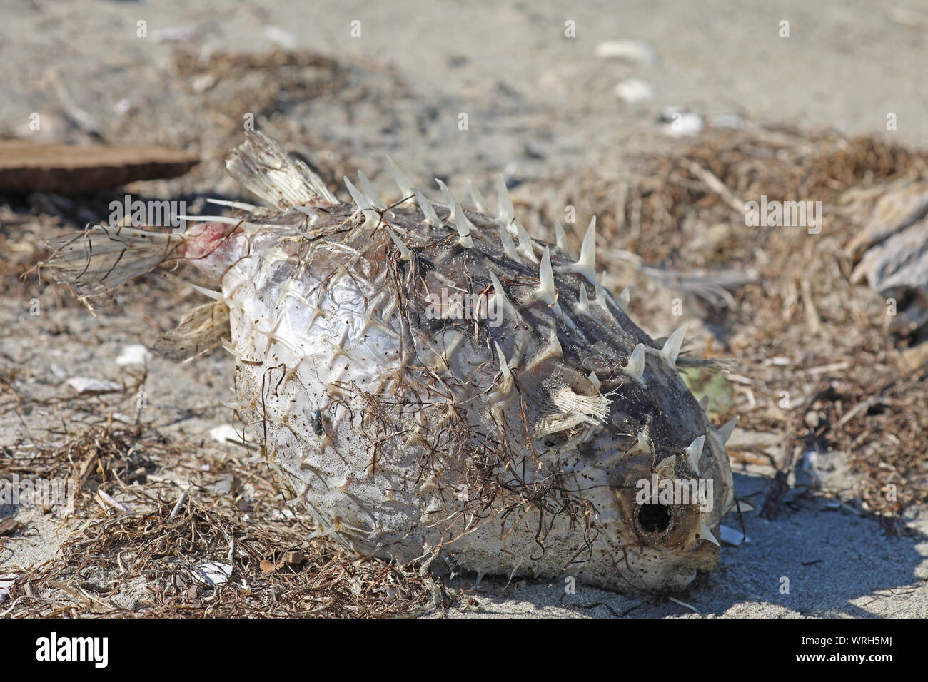 Dead fish on the beach Stock Photo - Alamy