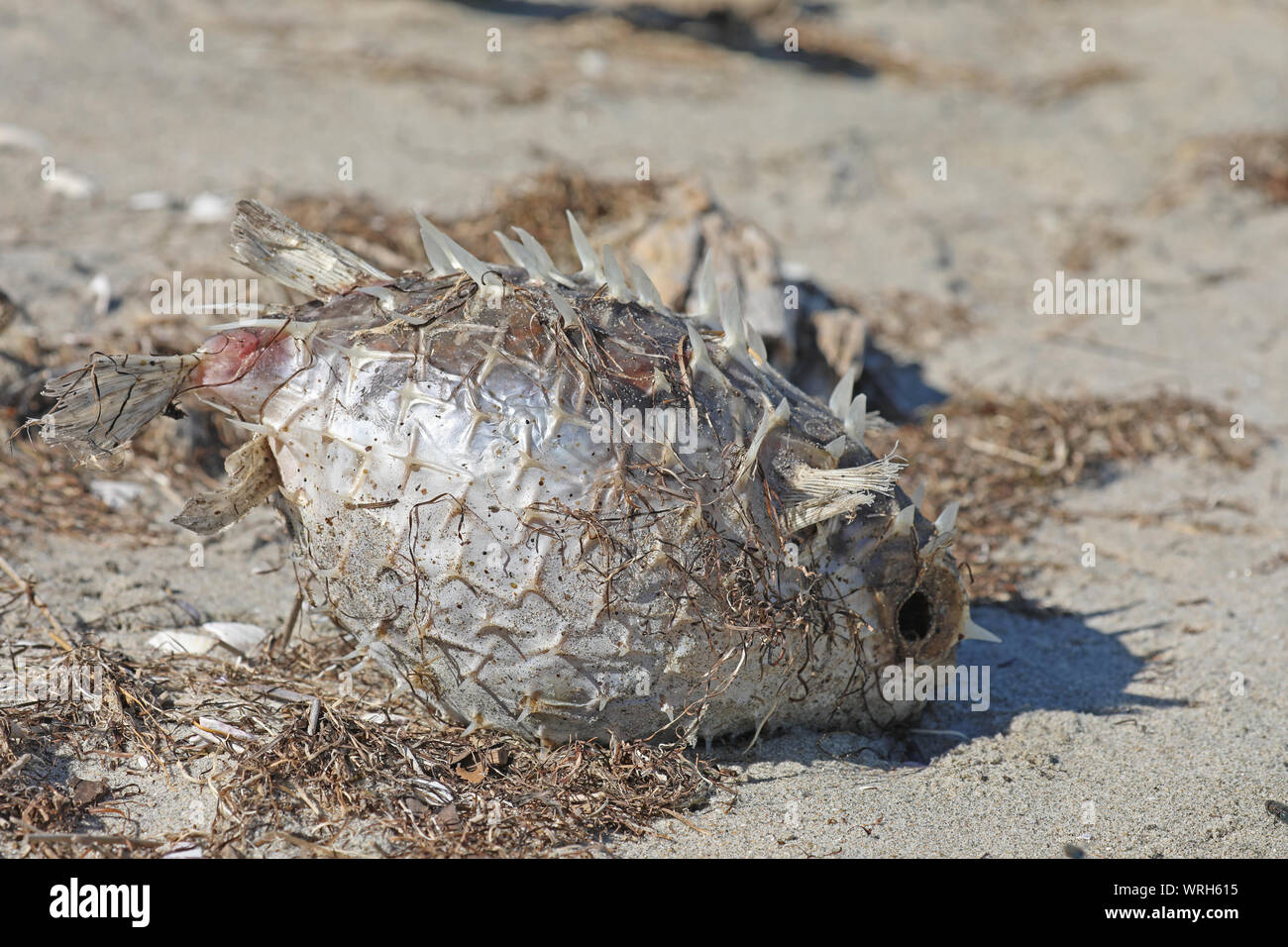 Dead fish on the beach Stock Photo - Alamy