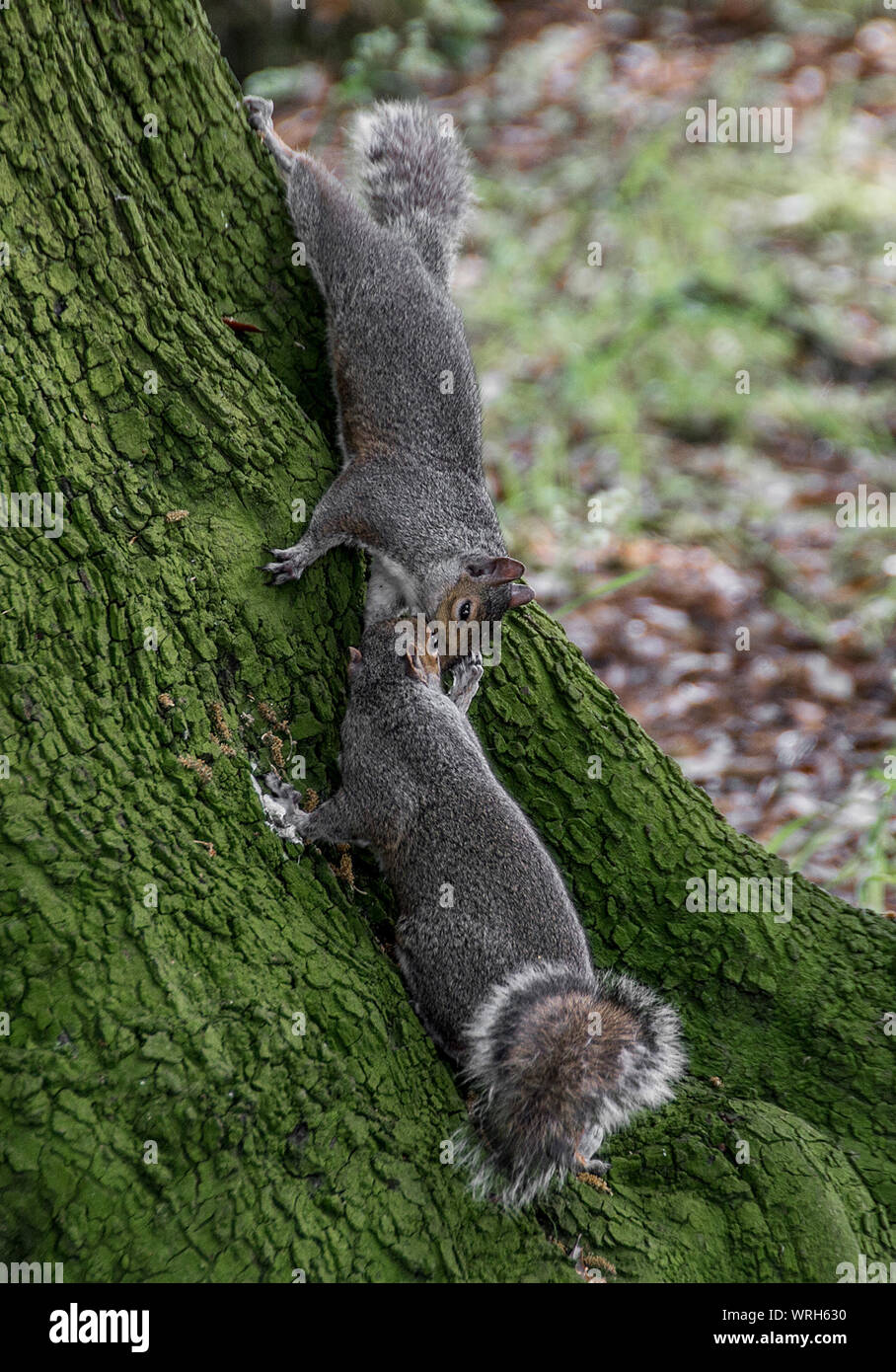 Two squirrels tree hi-res stock photography and images - Alamy