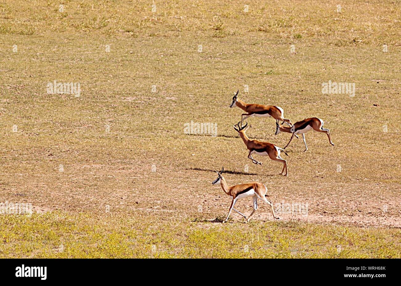 Springbok running hi-res stock photography and images - Alamy