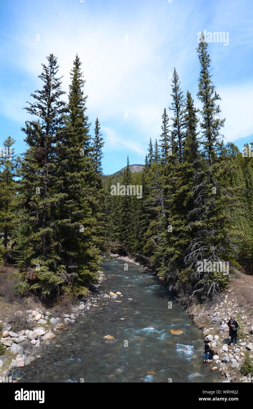 Stream pine trees hi-res stock photography and images - Alamy