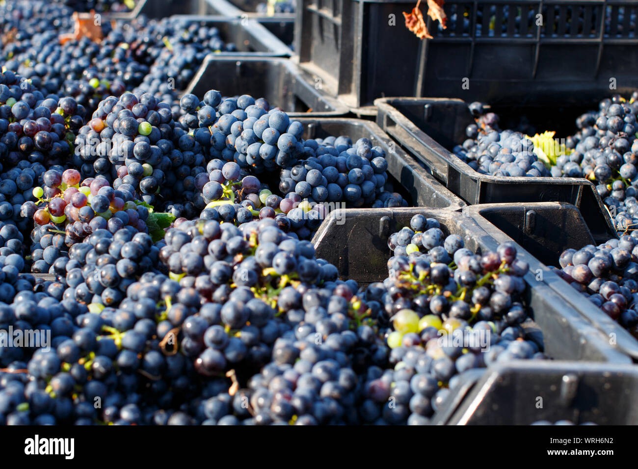 Grapes in plastic crates during grape harvest in South Italy, Puglia ...