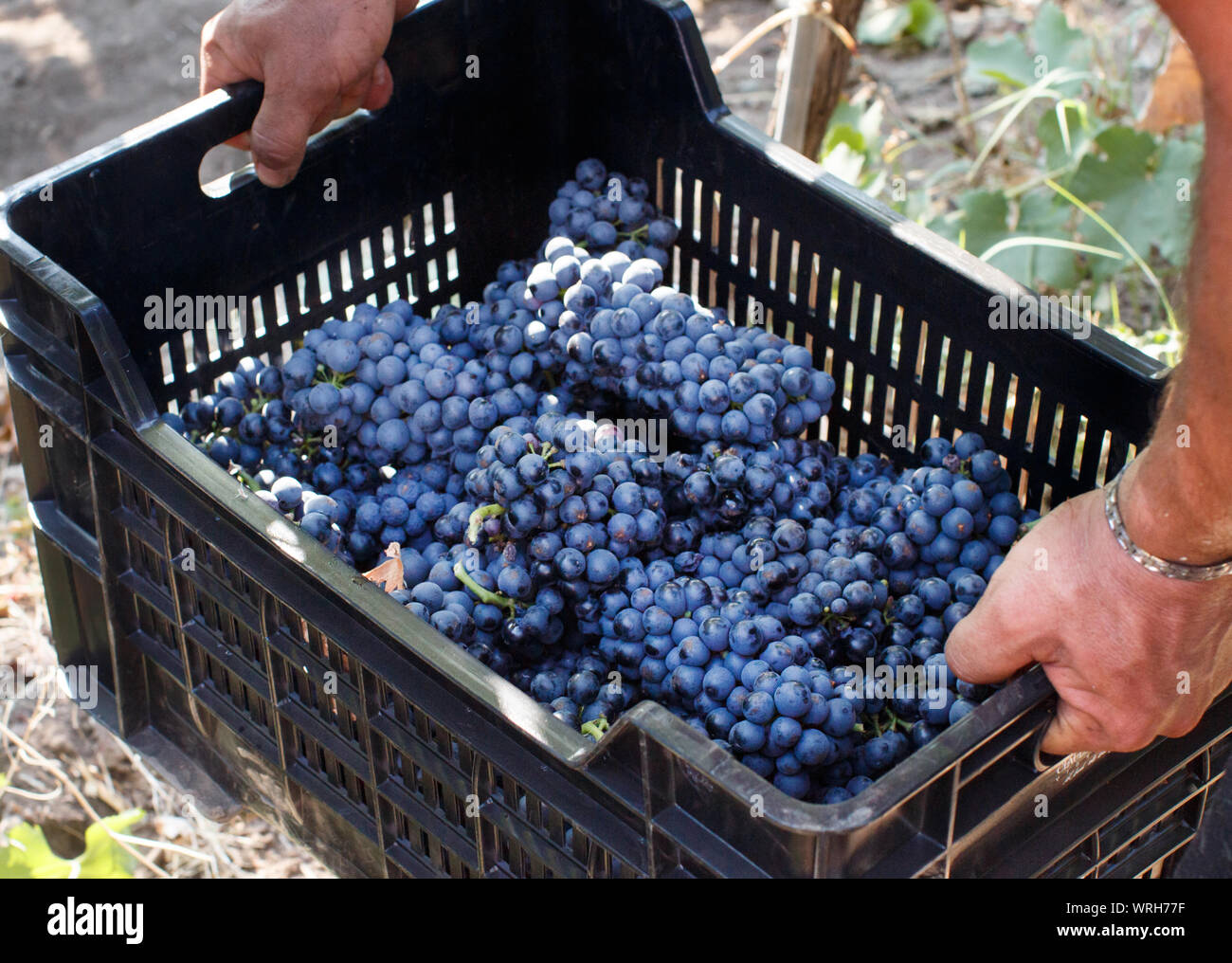 Man takes a plastic crate with grapes during grape harvest in South ...