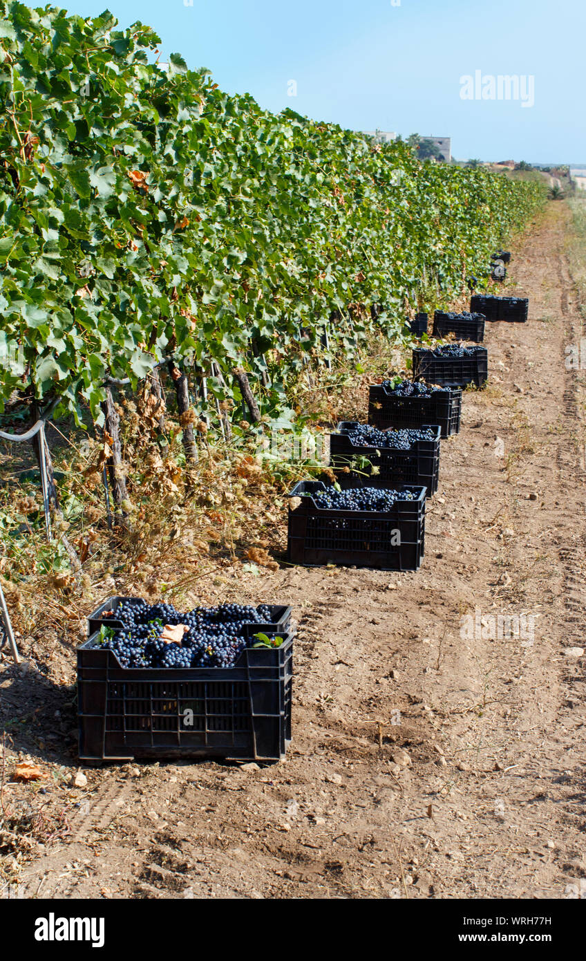 Grapes in plastic crates during grape harvest in South Italy, Puglia ...