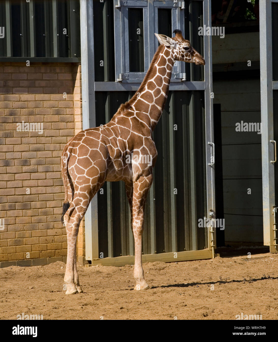 young reticulated giraffe standing outside entrance to giraffe house ...