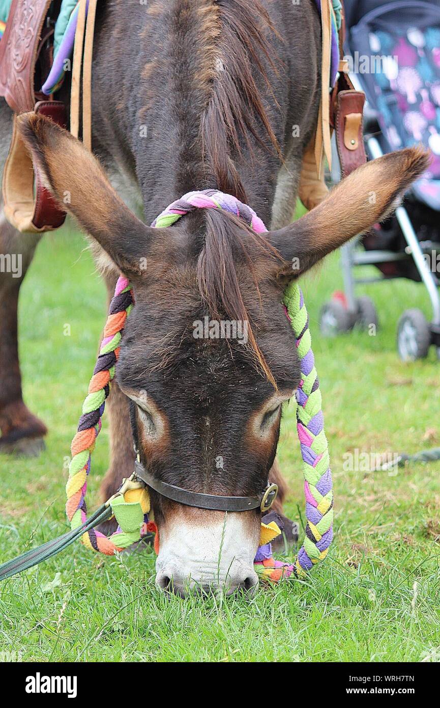 Donkey With Bridle High Resolution Stock Photography and Images - Alamy
