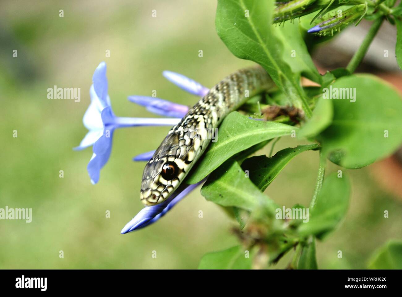 Blue snake hi-res stock photography and images - Alamy