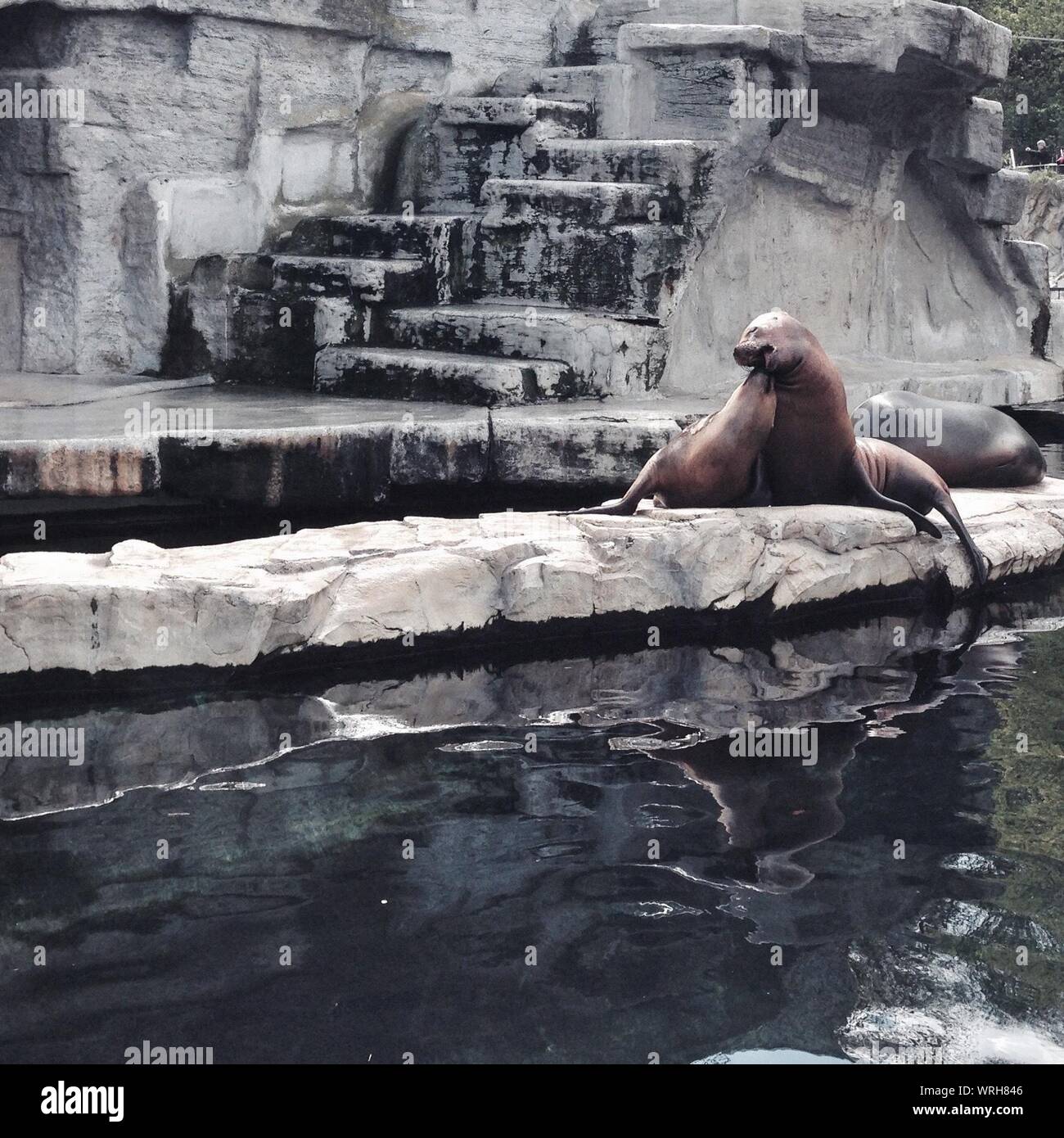 Zoo seals hi-res stock photography and images - Alamy