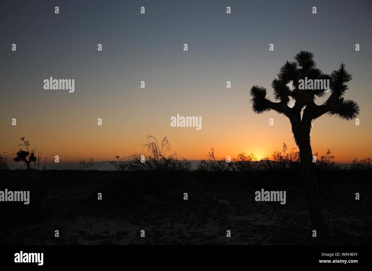 Silhouette Of Joshua Tree High Resolution Stock Photography and Images ...
