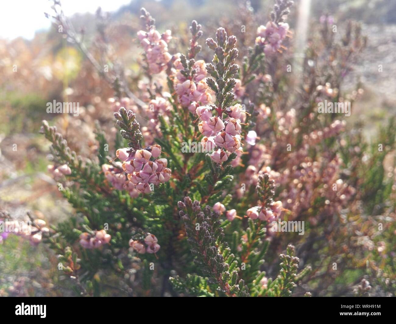 Foreground of heather hi-res stock photography and images - Alamy