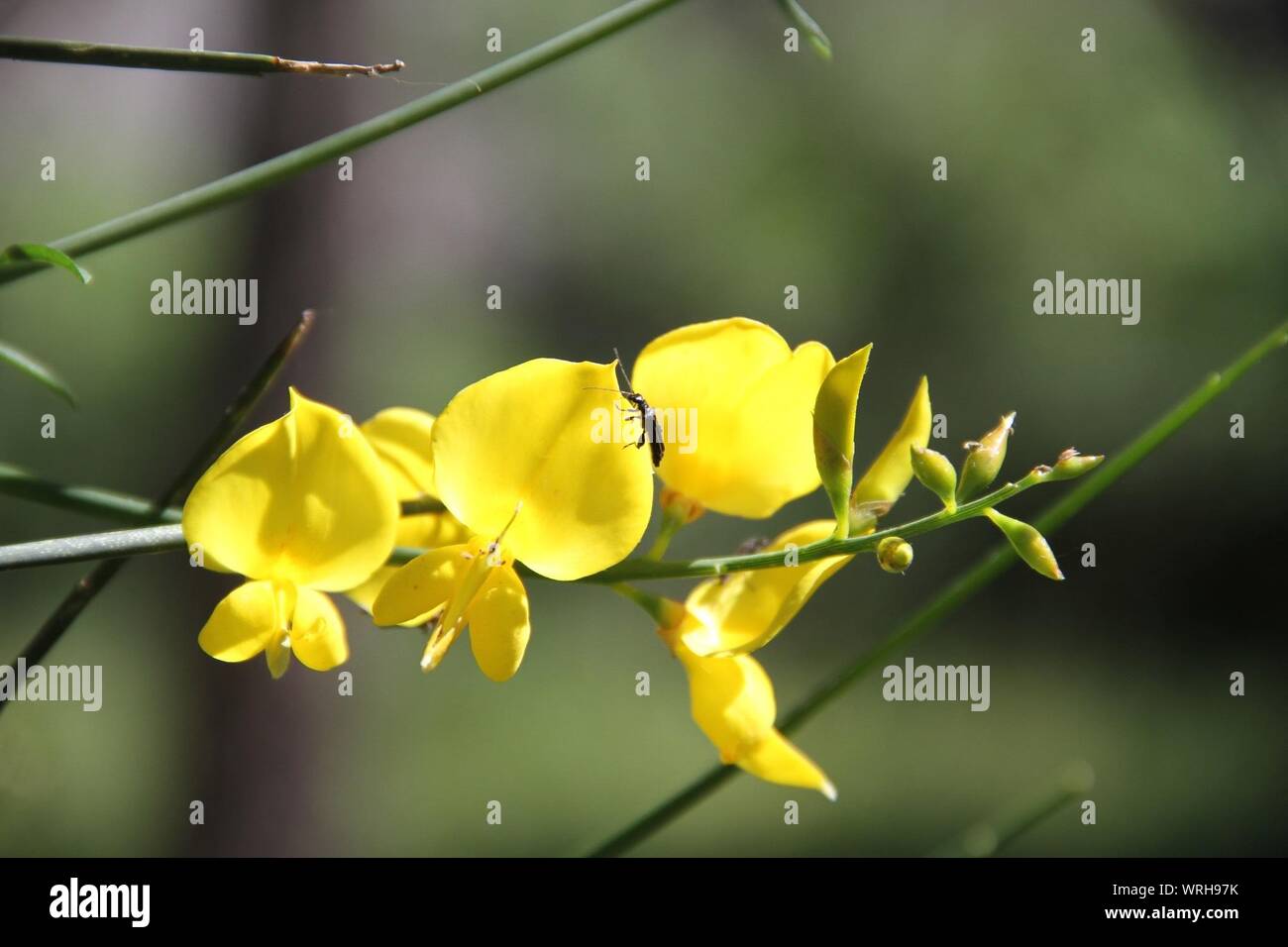 Wild broom in the garden hi-res stock photography and images - Alamy