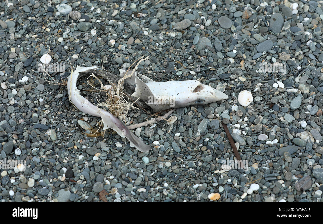 Dead fish shark on the beach Stock Photo - Alamy