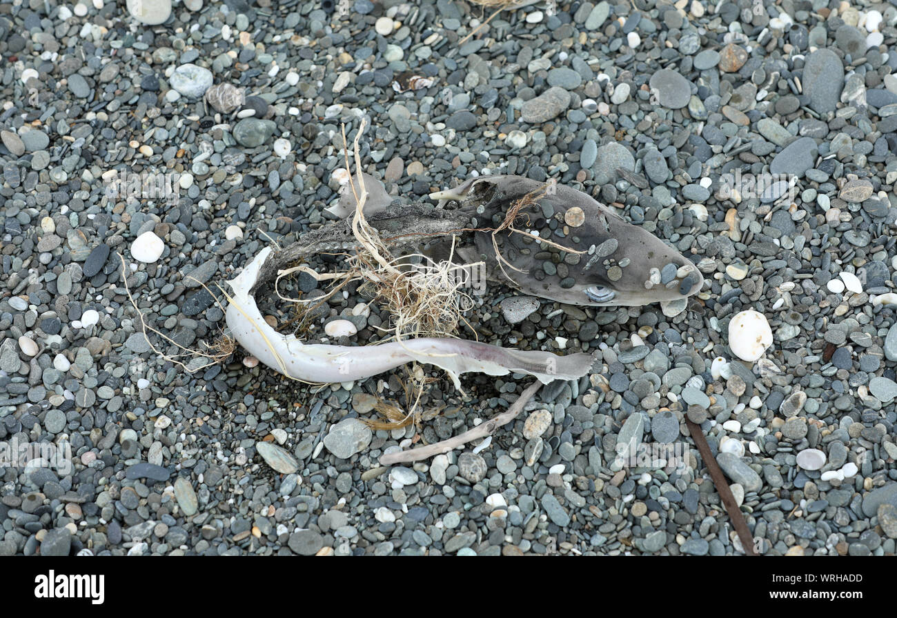 Dead fish shark on the beach Stock Photo - Alamy