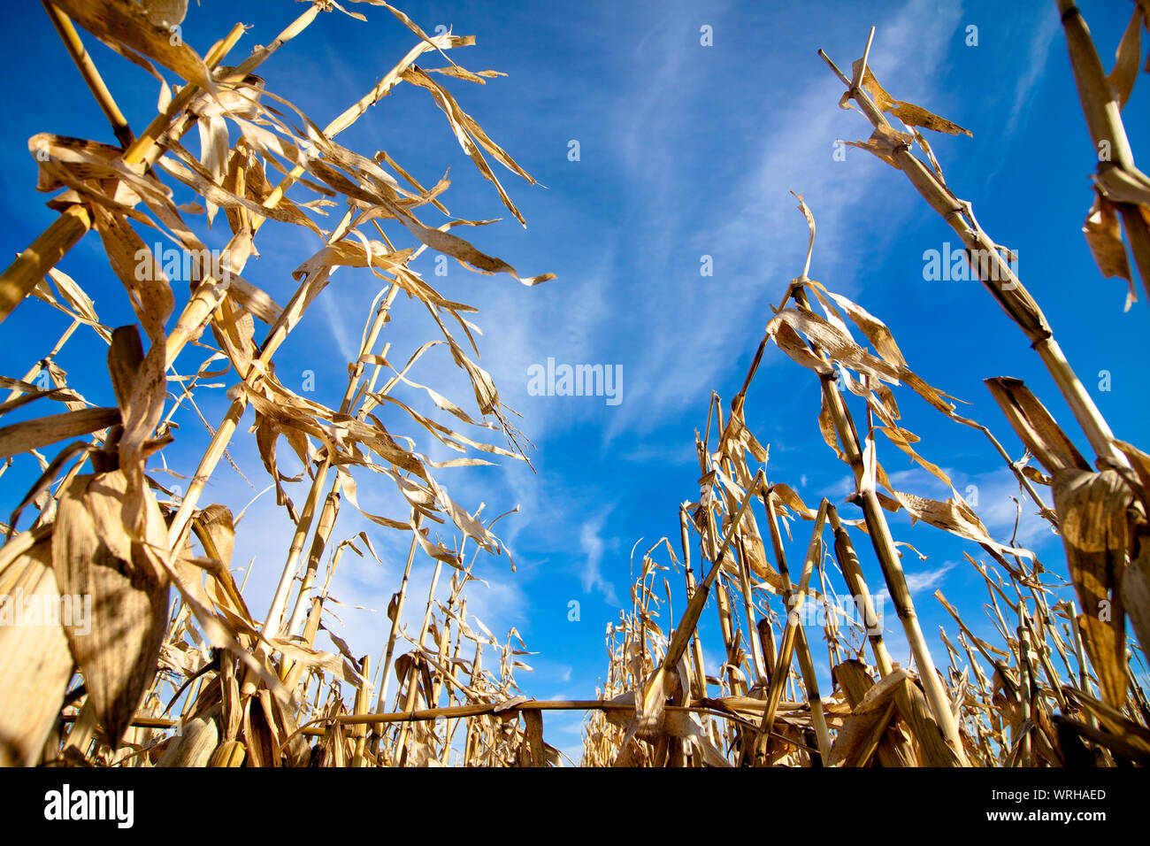 standing corn crop from worm's eye view Stock Photo - Alamy