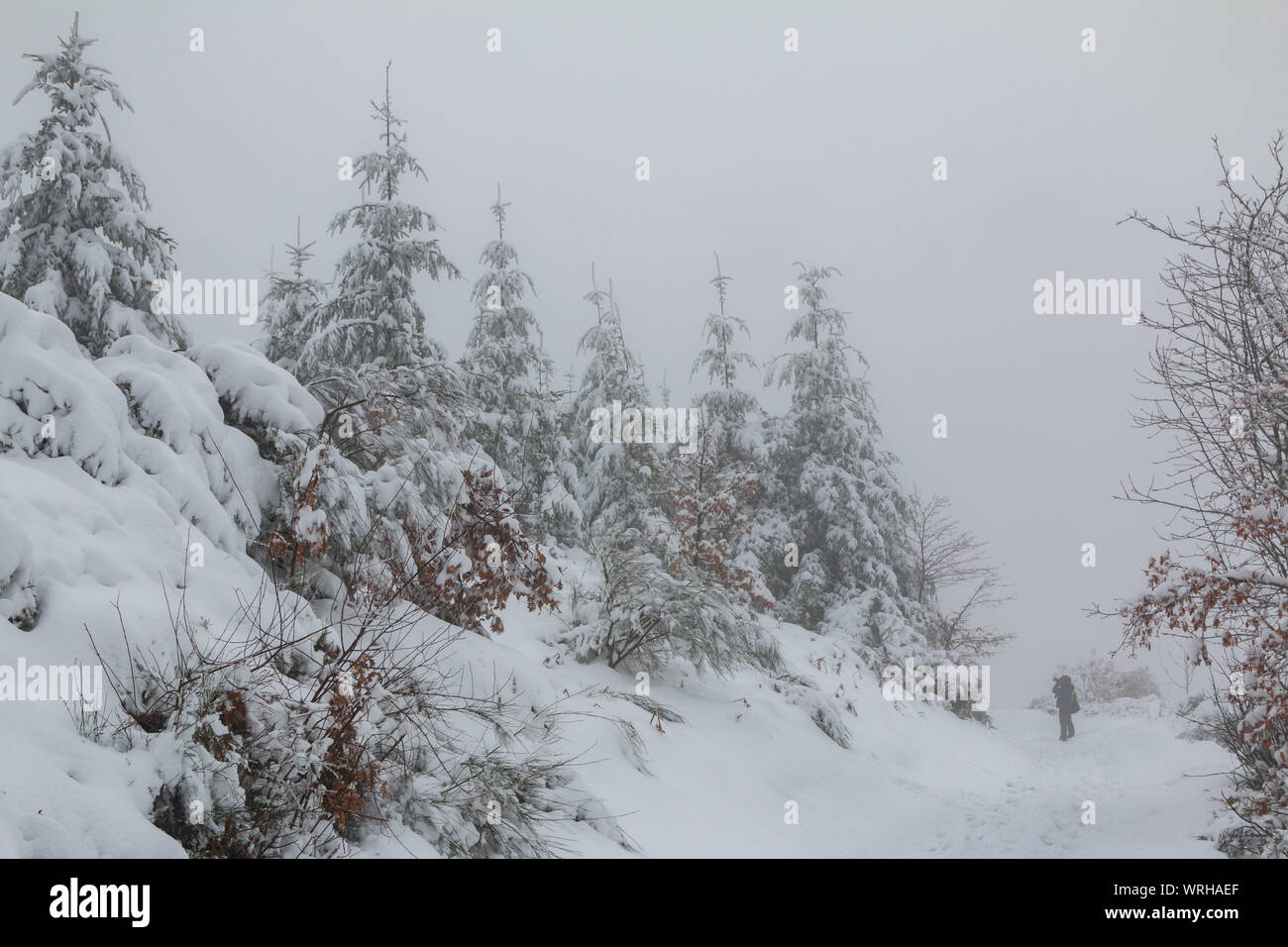 snowy landscape with road and trees Stock Photo - Alamy