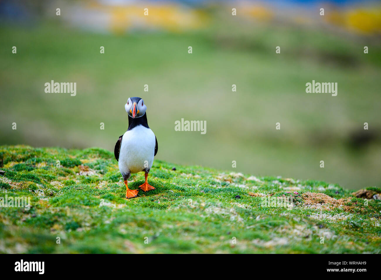 Puffin ecosystem hi-res stock photography and images - Alamy
