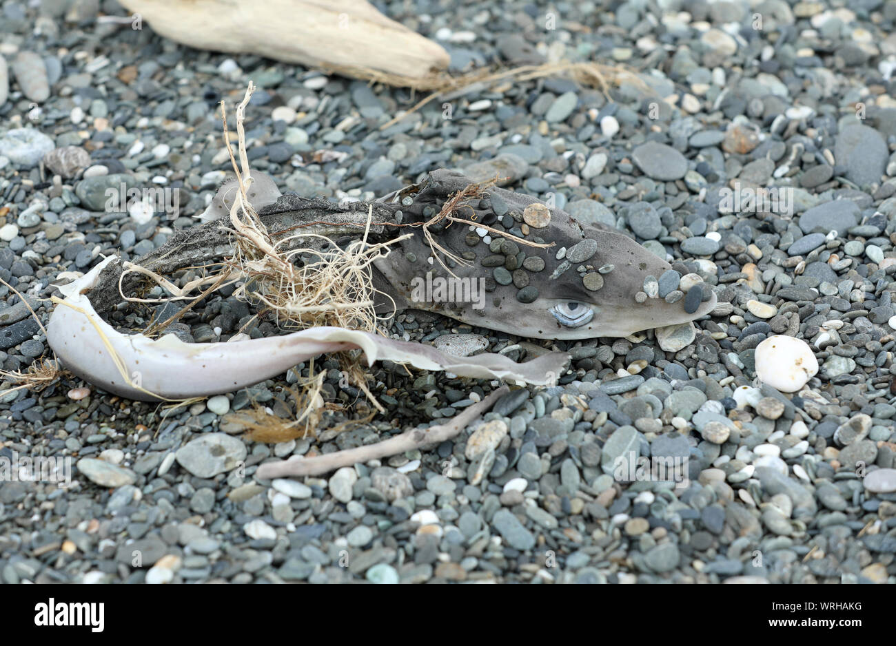 Dead fish shark on the beach Stock Photo - Alamy