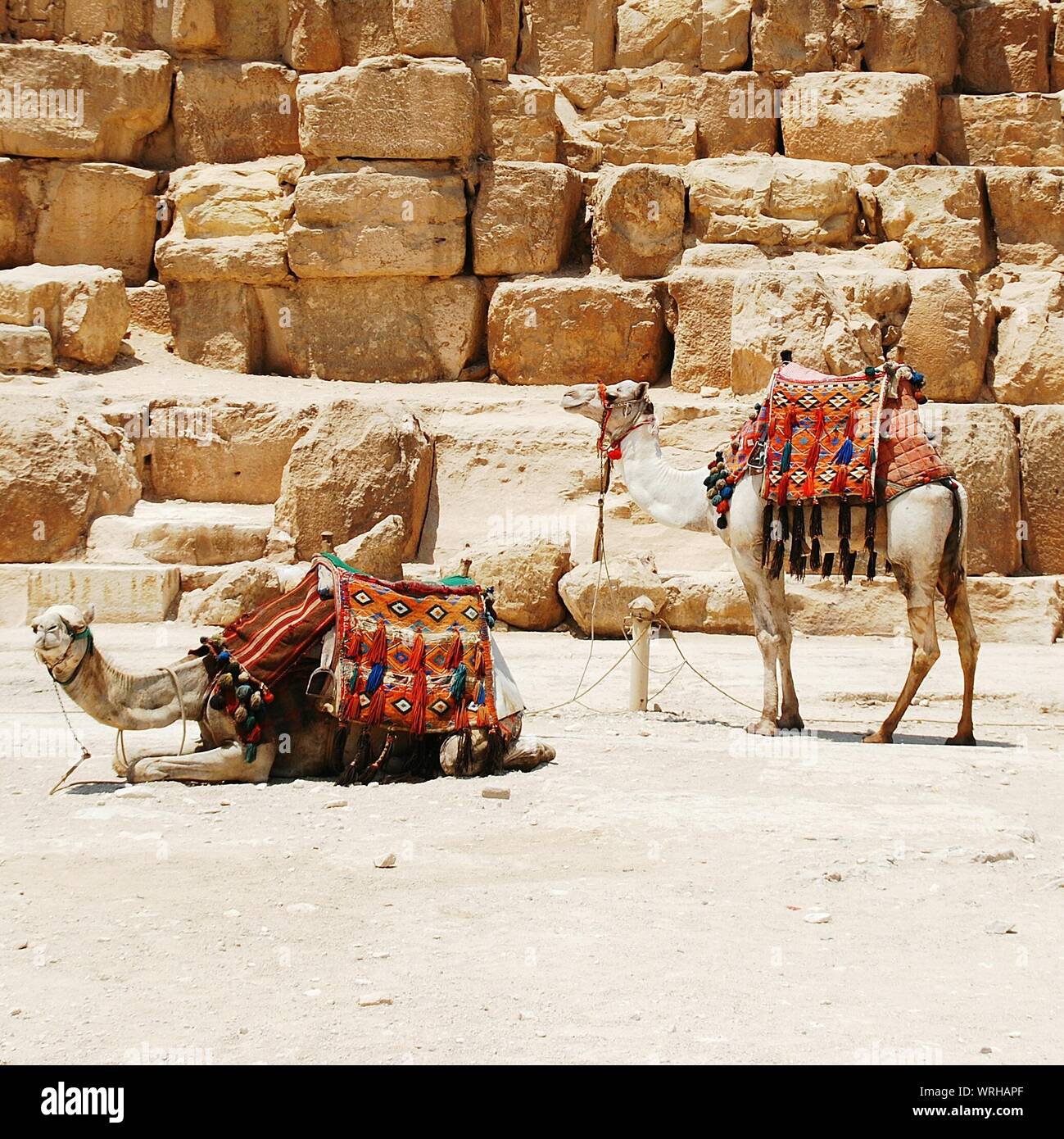 Camels rocks hi-res stock photography and images - Alamy