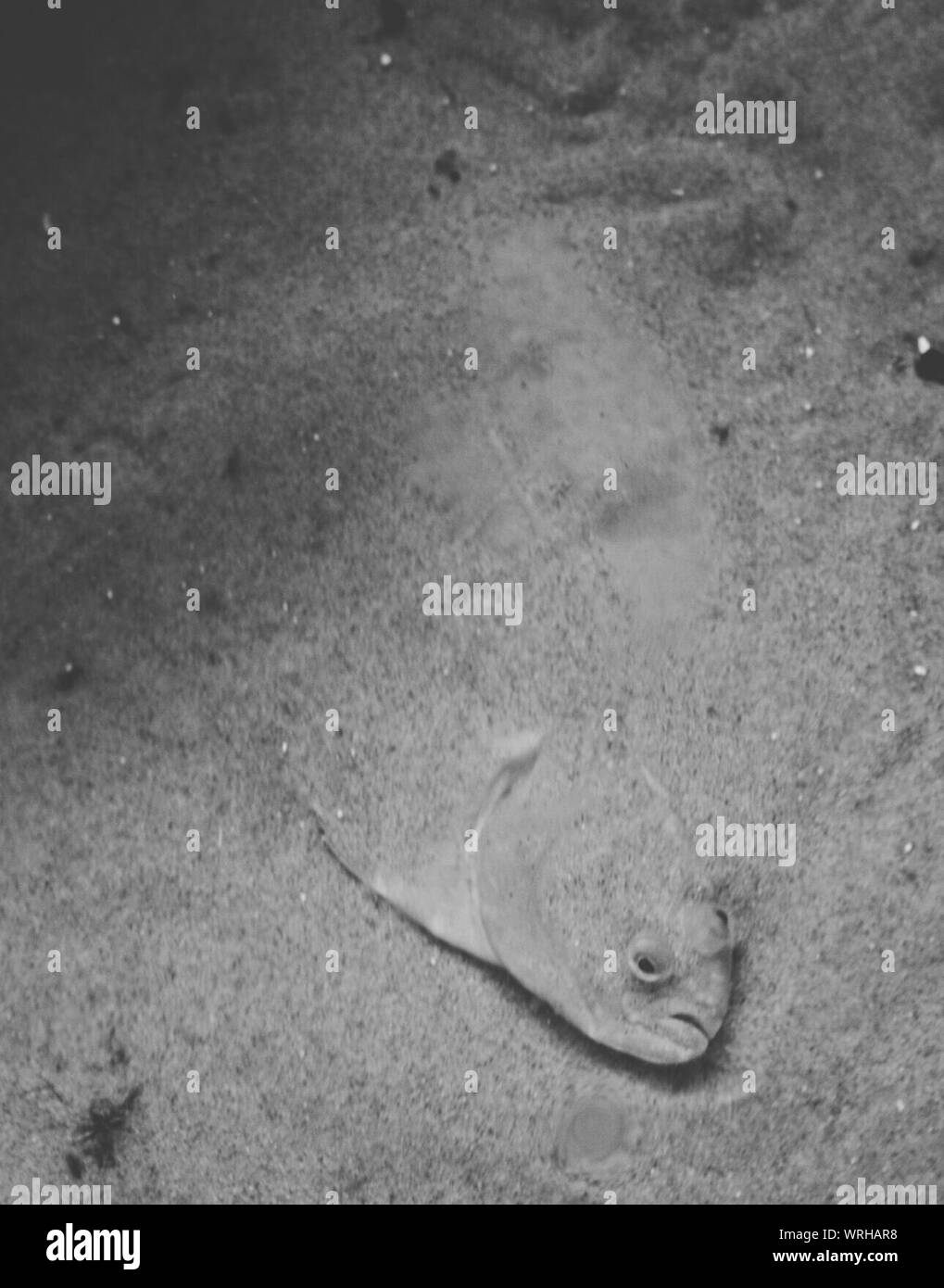 Fish lying close up hi-res stock photography and images - Alamy