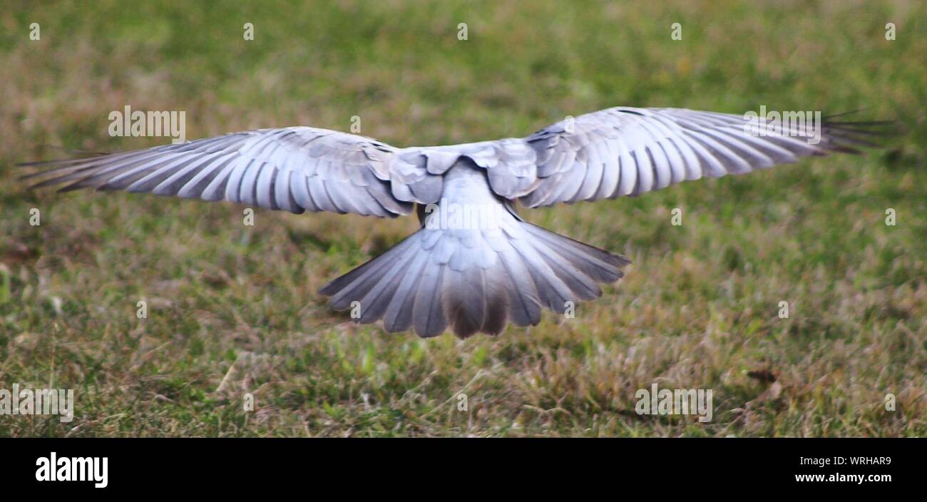 Air and wings hi-res stock photography and images - Alamy