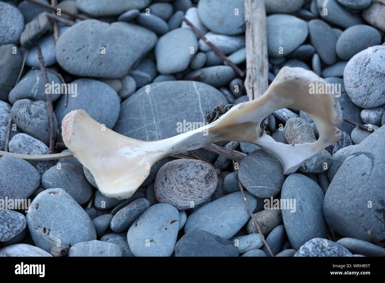 Bones on the beach Stock Photo - Alamy