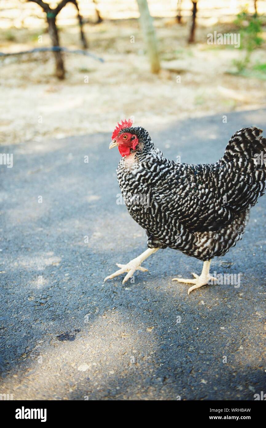 Hen Crossing The Road High Resolution Stock Photography and Images - Alamy