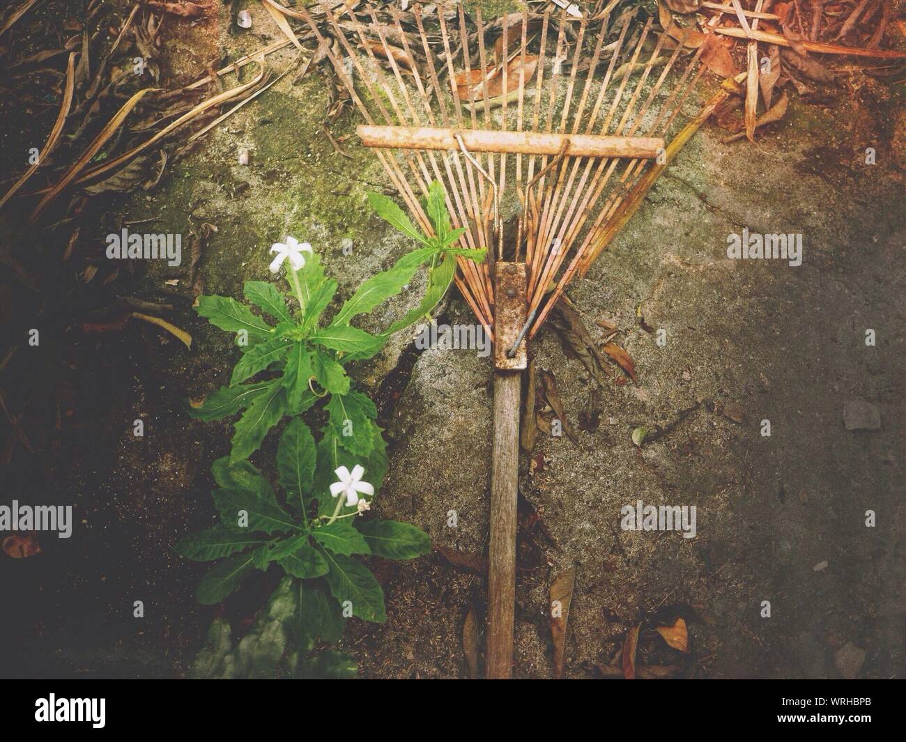 Rake ground hi-res stock photography and images - Alamy